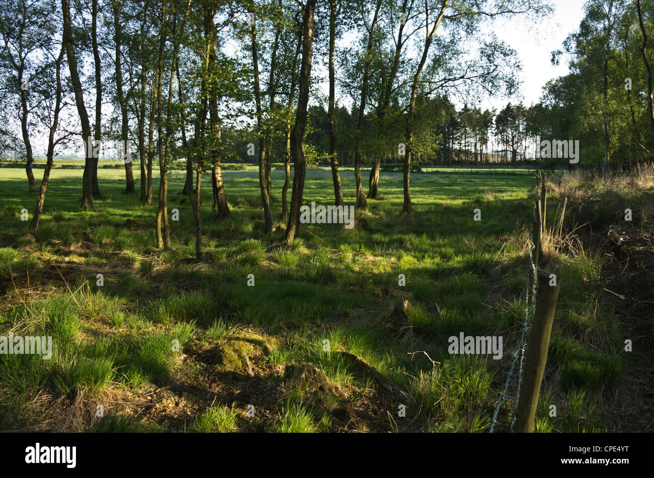 A group of trees on the Foulshaw Moss reserve Near Witherslack Cumbria ...
