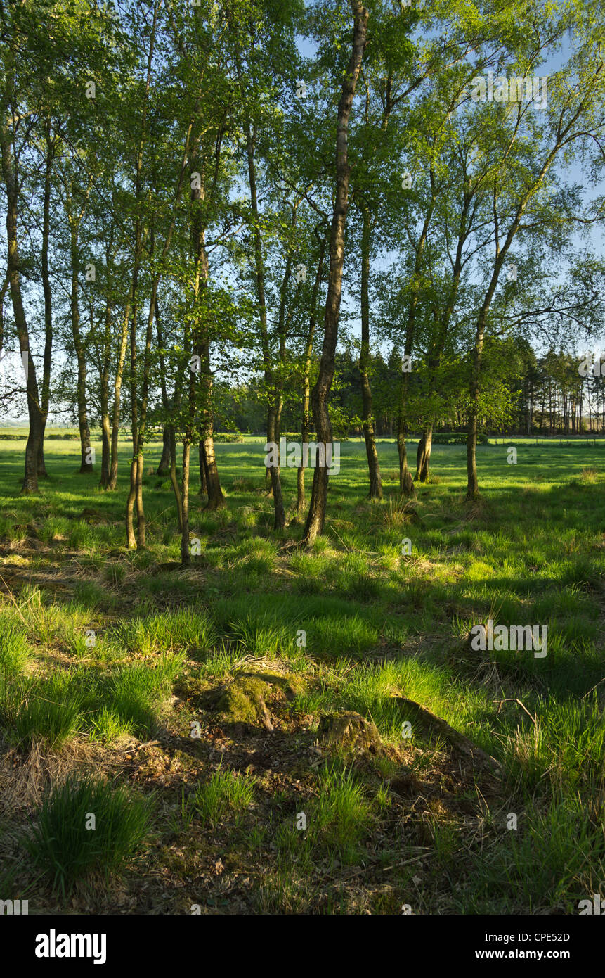 A group of trees on the Foulshaw Moss reserve Near Witherslack Cumbria ...