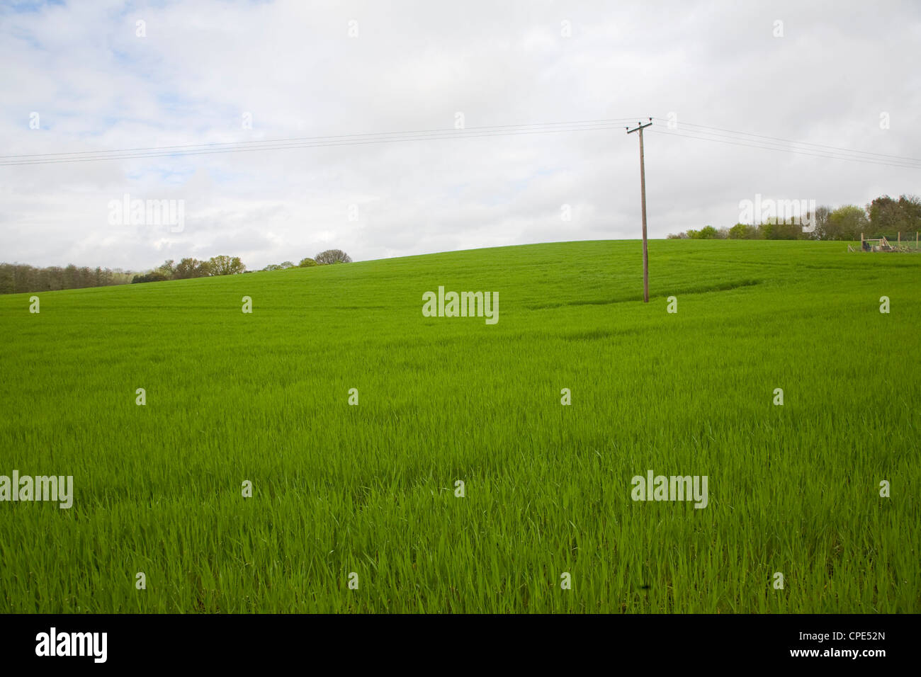 Green shoots spring arable crop Shottisham, Suffolk, England Stock ...