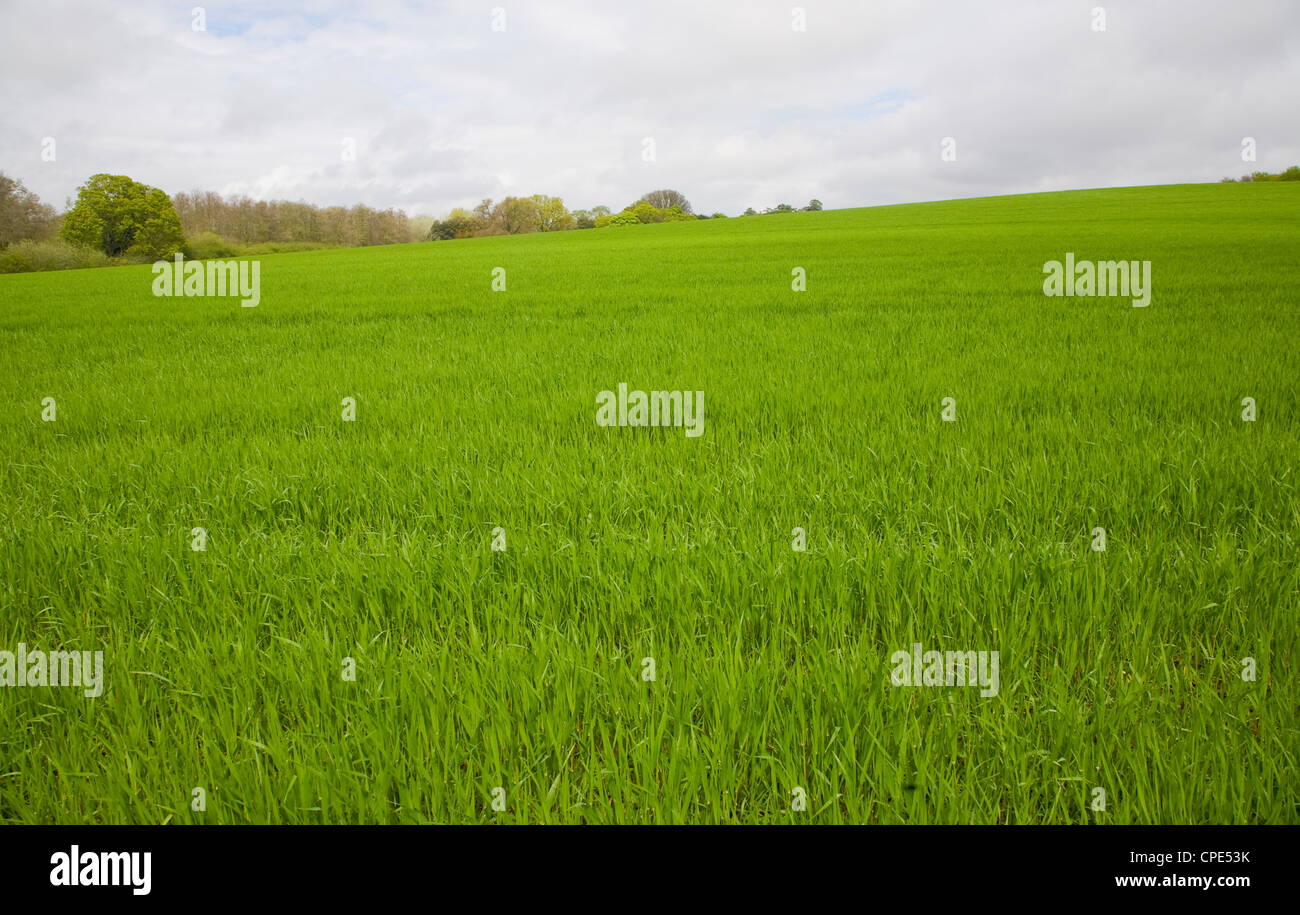 Arable crop hi-res stock photography and images - Alamy