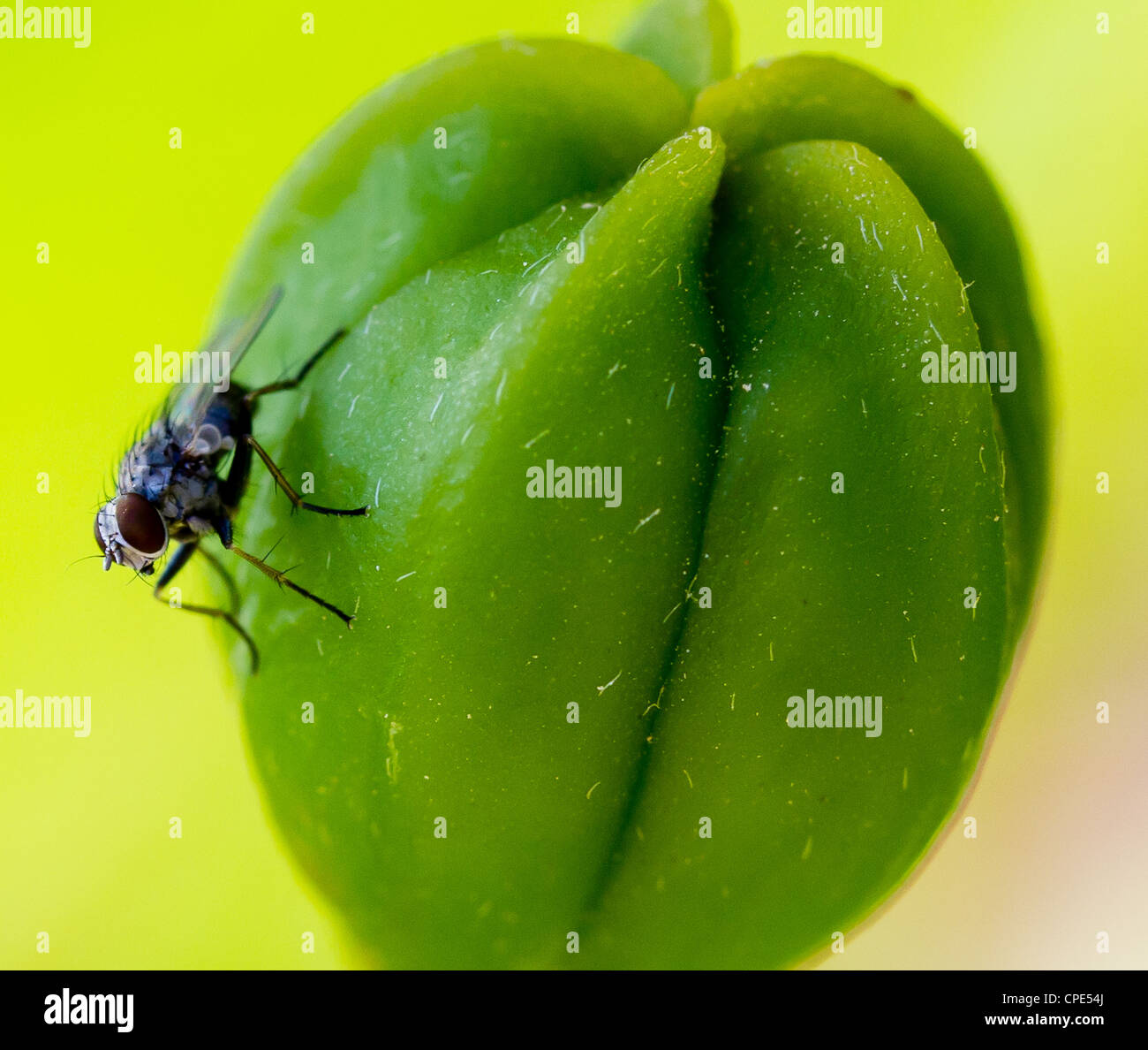 A common fly sits on the surface of a flower bud Stock Photo - Alamy