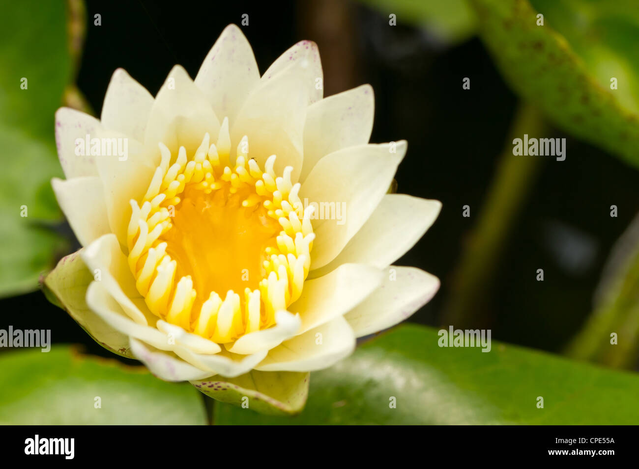 Yellow water lily Stock Photo - Alamy