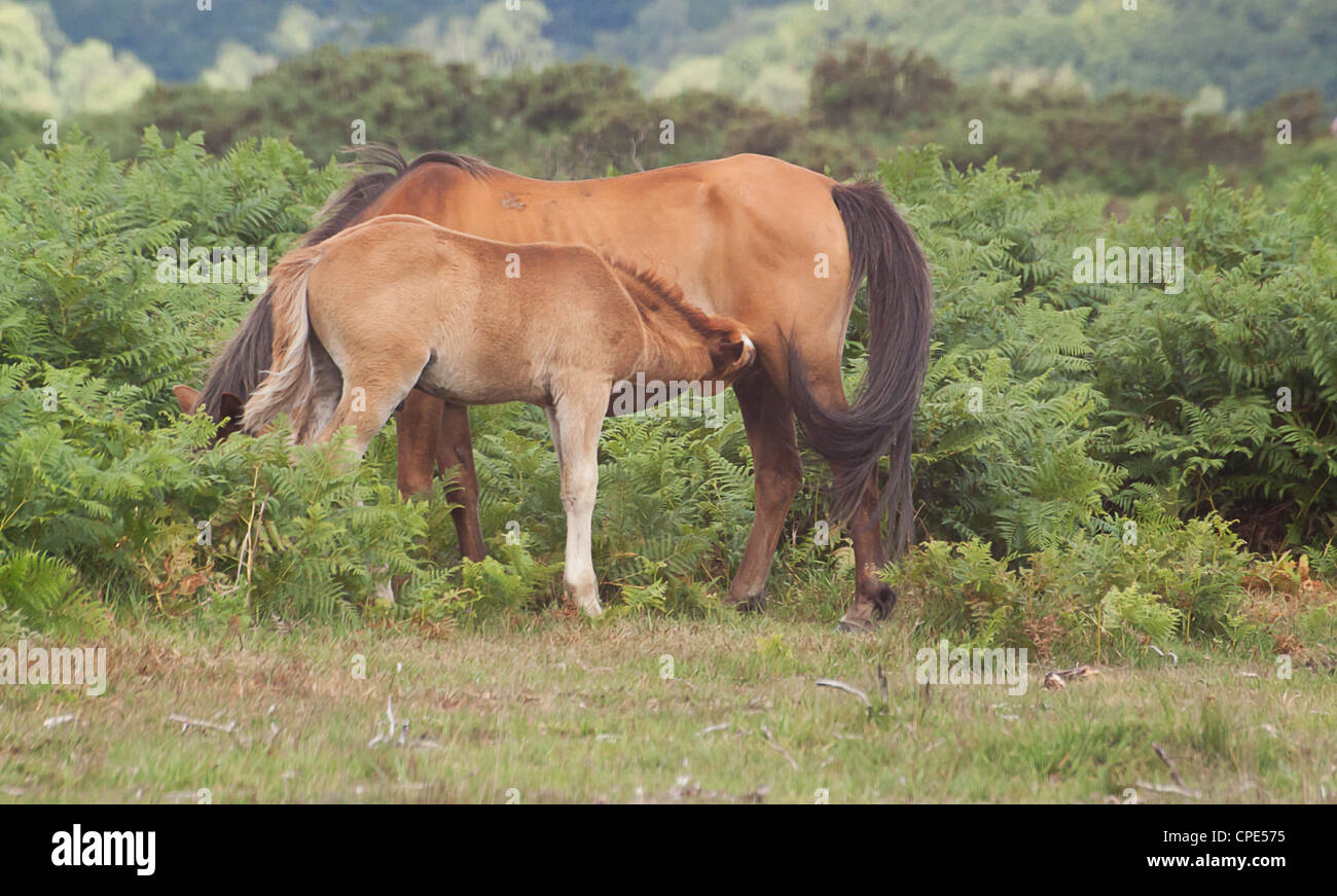 Chestnut brown tail hi-res stock photography and images - Alamy