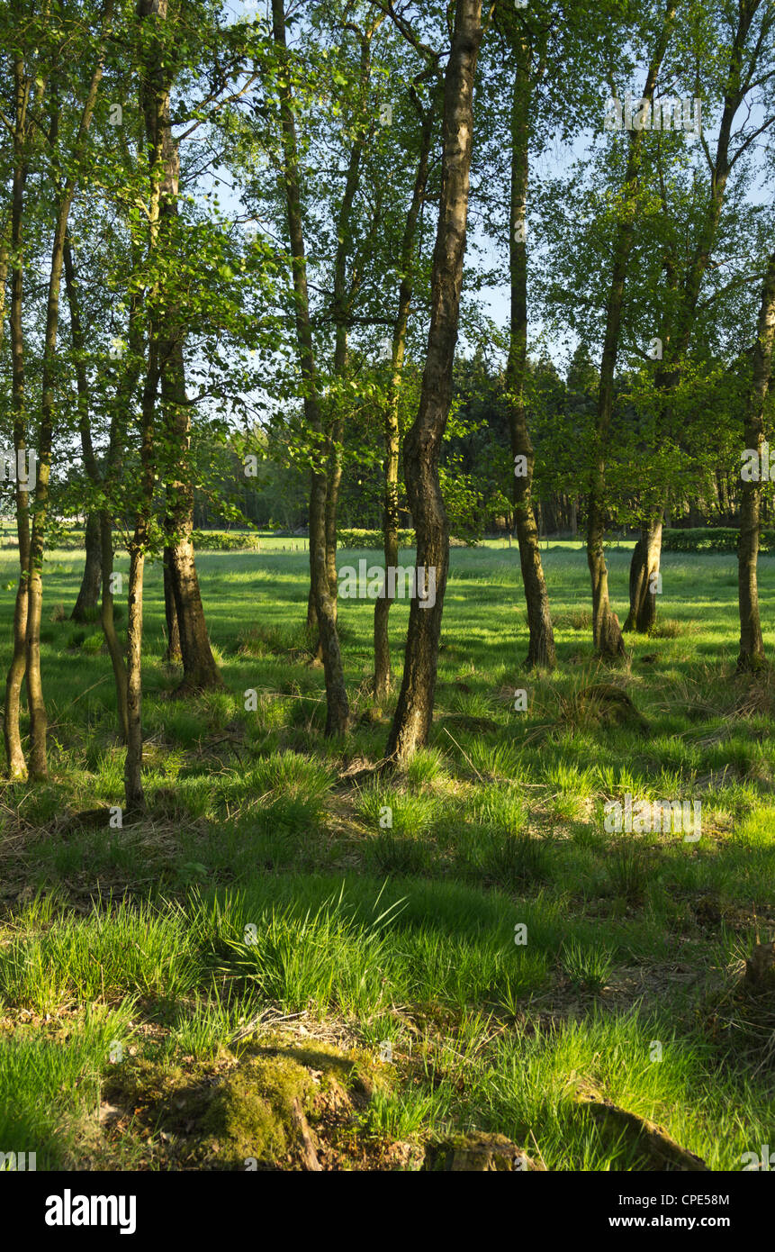 A group of trees on the Foulshaw Moss reserve Near Witherslack Cumbria ...