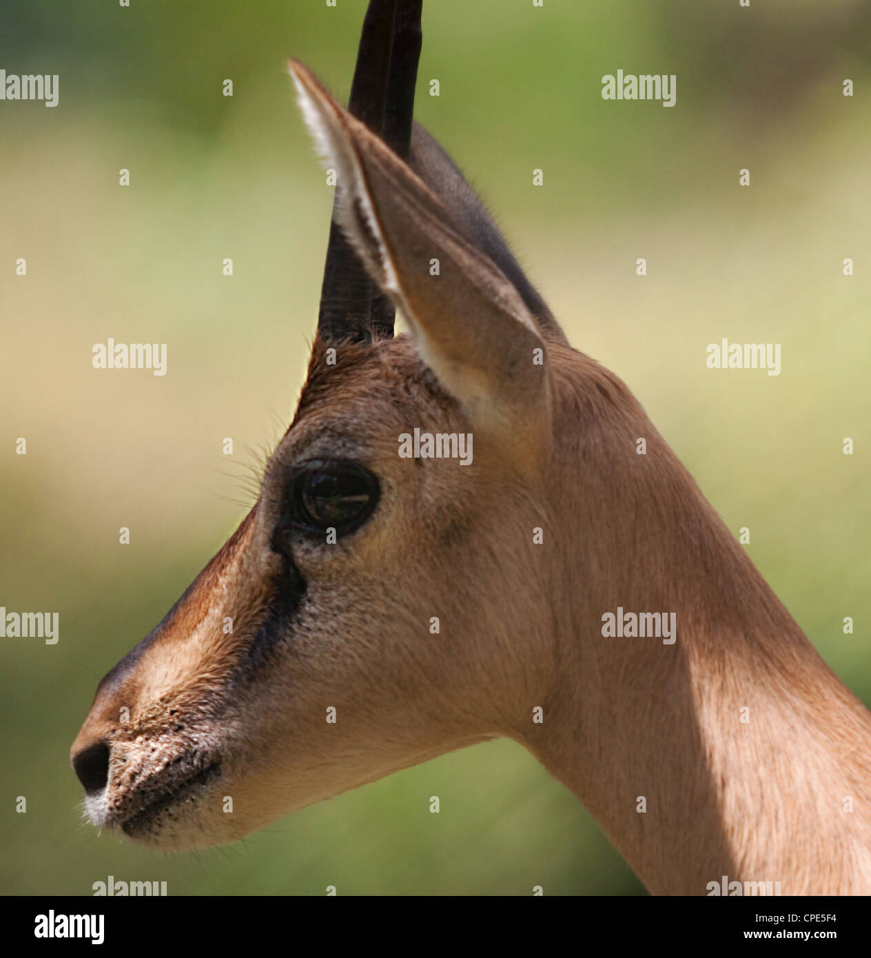 Antelope eye hi-res stock photography and images - Alamy