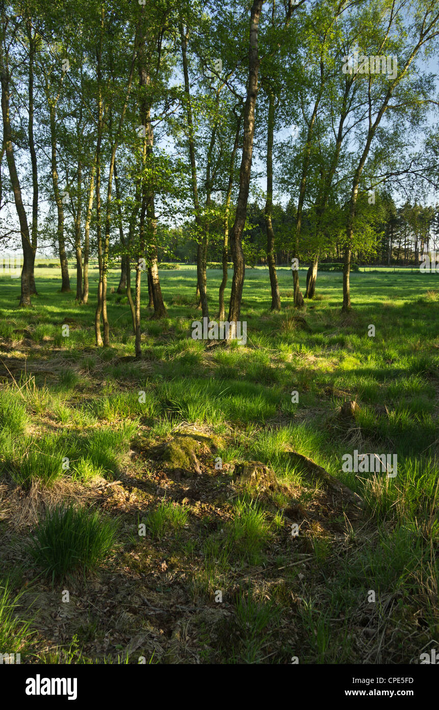 A group of trees on the Foulshaw Moss reserve Near Witherslack Cumbria ...
