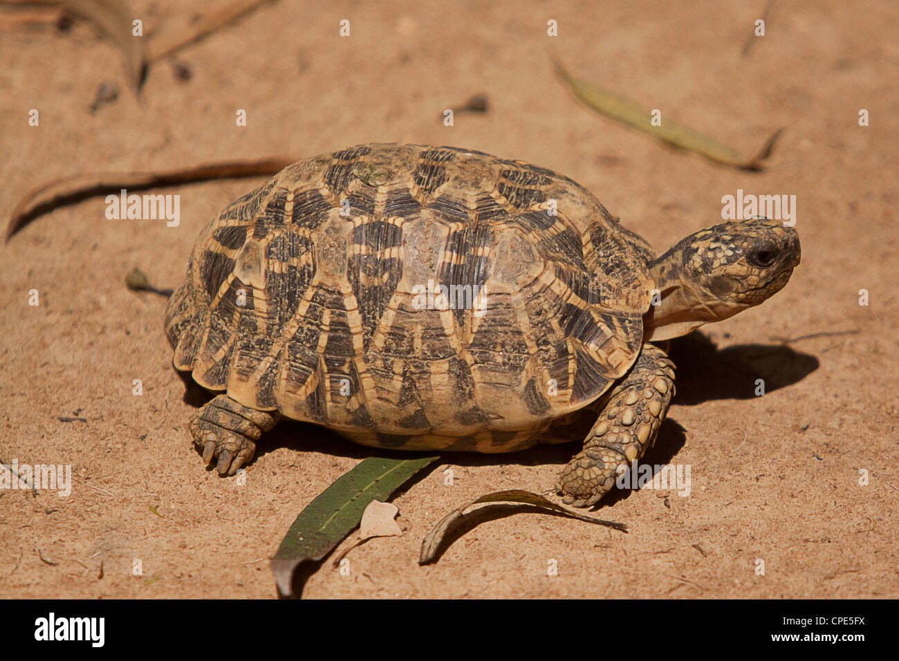 Reptile in the sun hi-res stock photography and images - Alamy