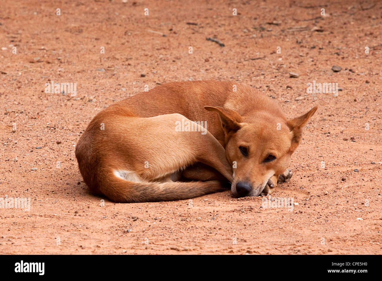 What Is A Semi Feral Dog