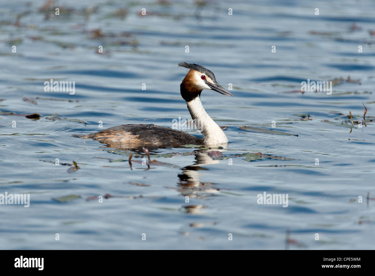 Great crested grebe mating hi-res stock photography and images - Alamy