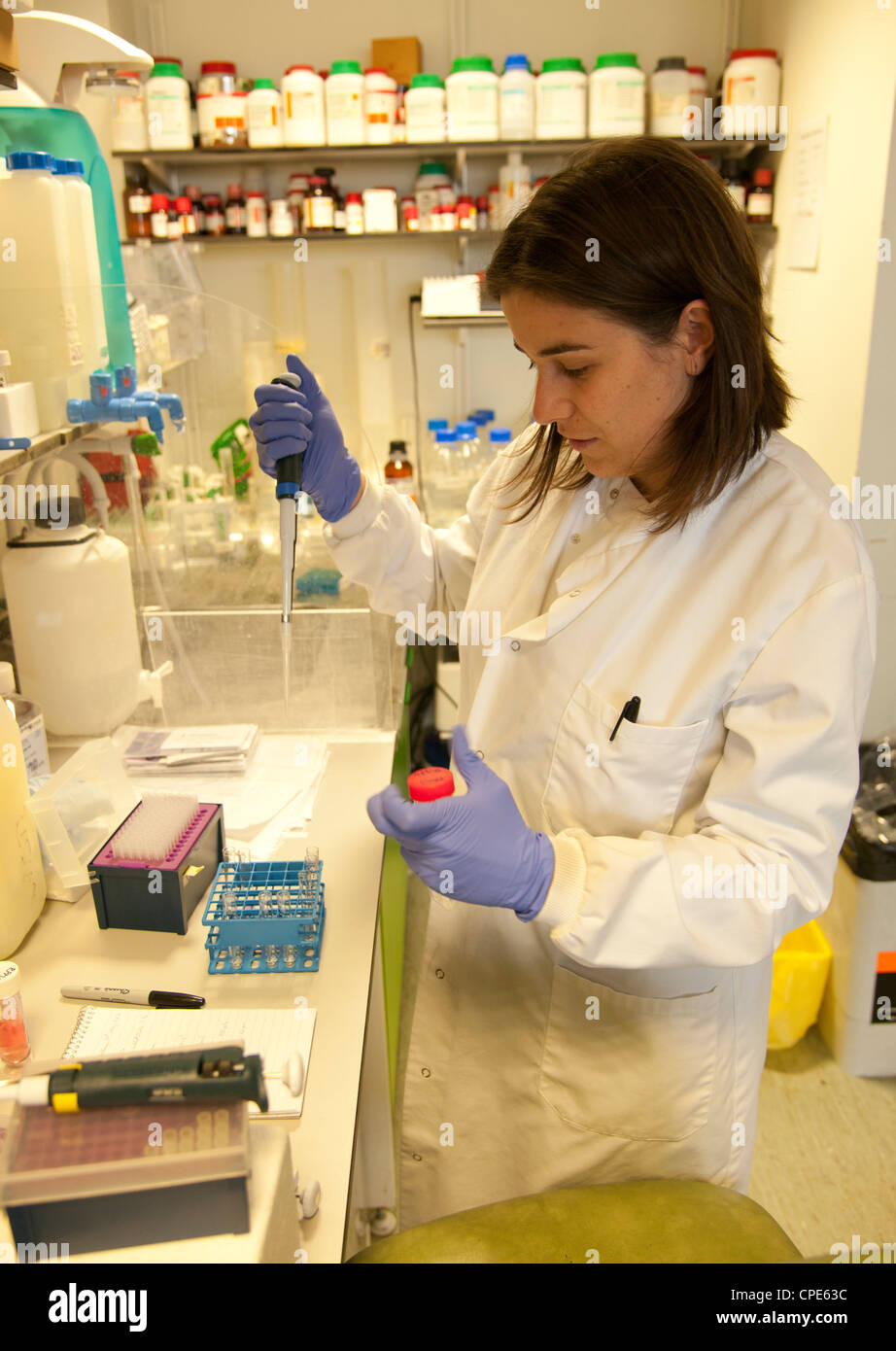 England. May 2012. A research scientist prepares samples in a ...