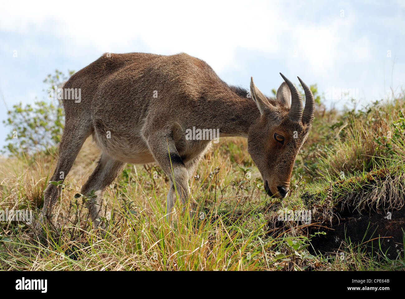 nilgiri tahr; an endangered species of goat at eravikulam national park ...