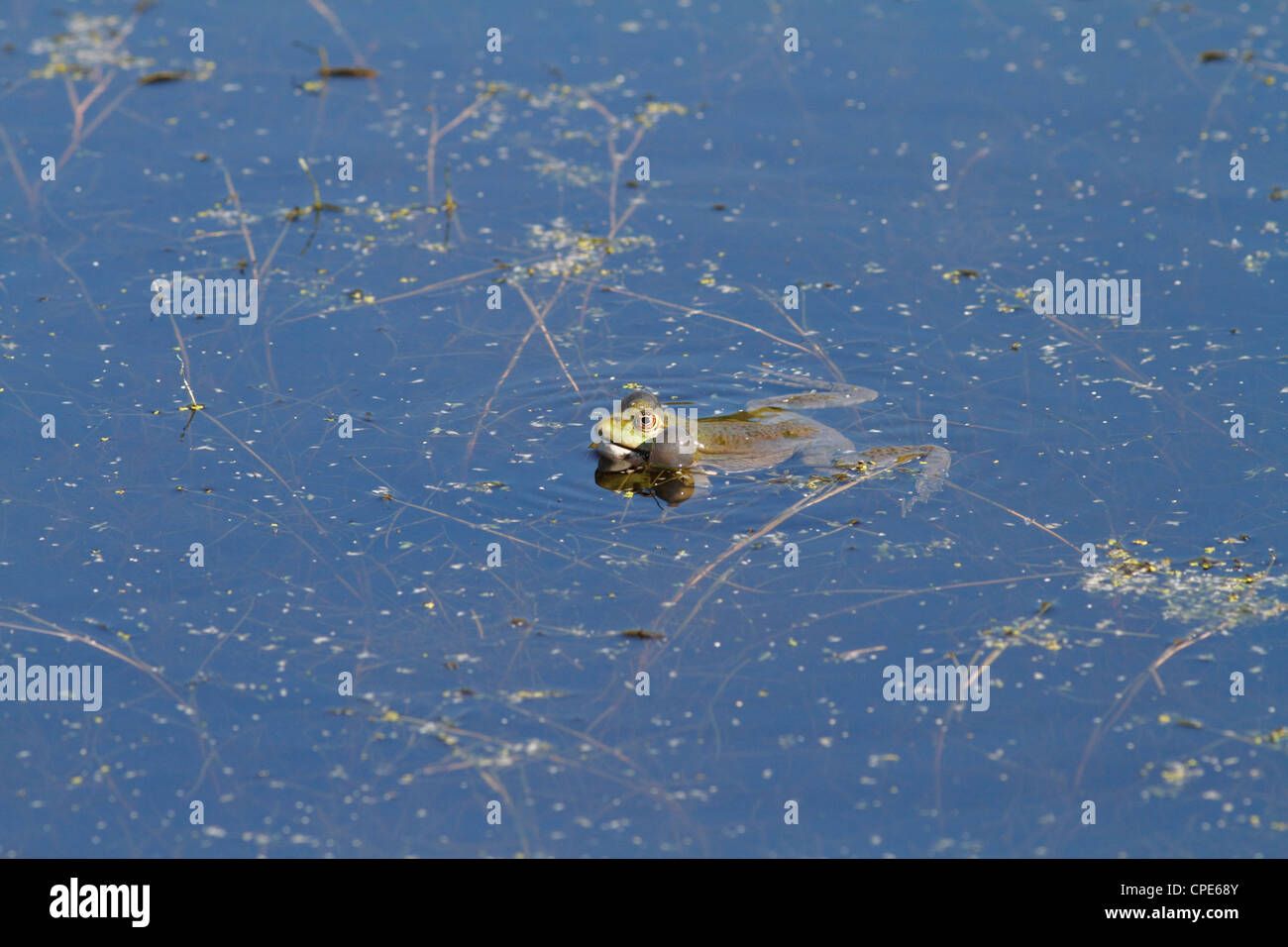 Frog inflated hi-res stock photography and images - Alamy