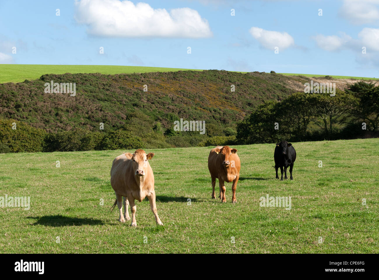 Three different colored cows in Cornwall Stock Photo - Alamy