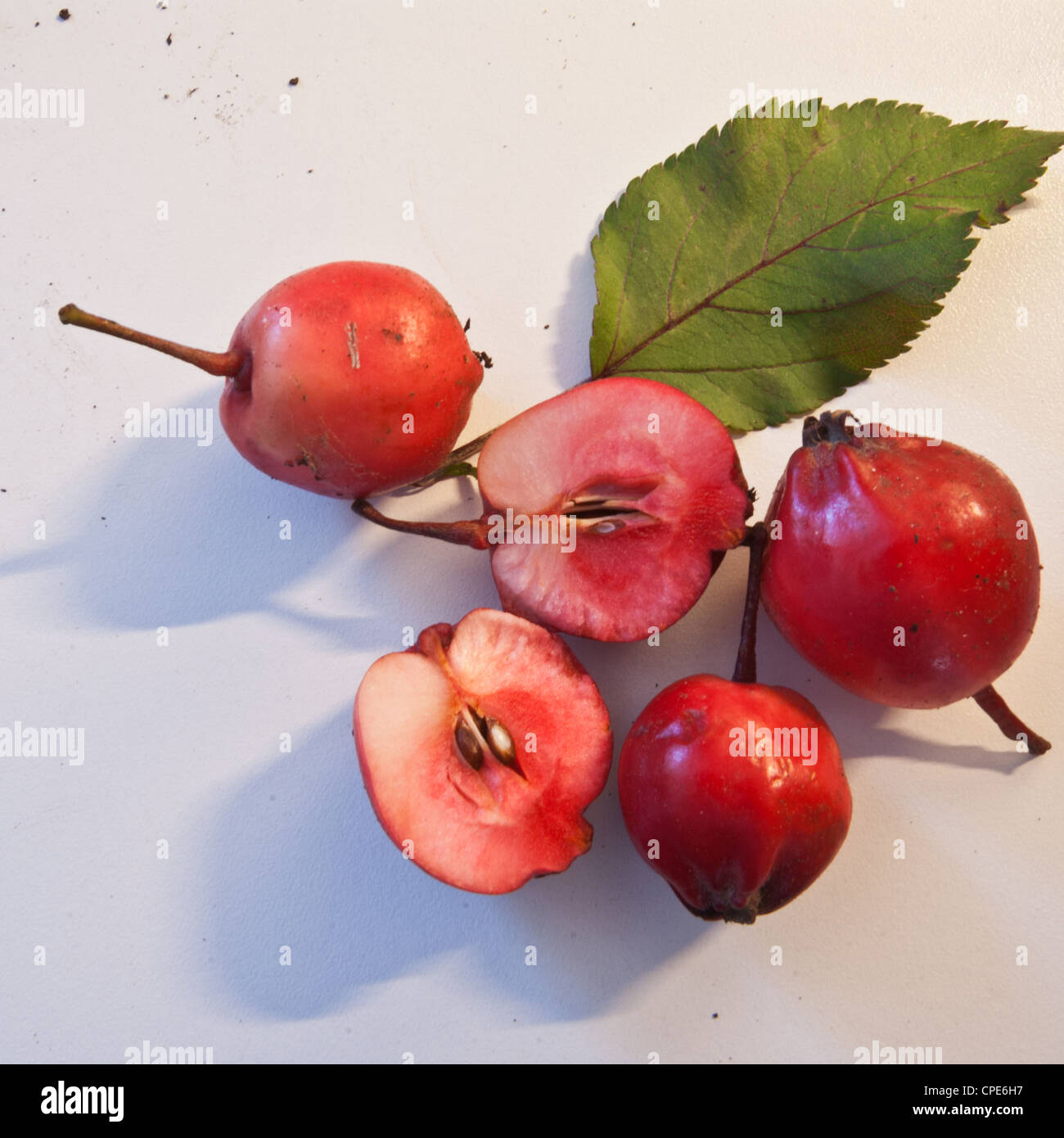 Crab apples cut open to show the colour of flesh on white background ...