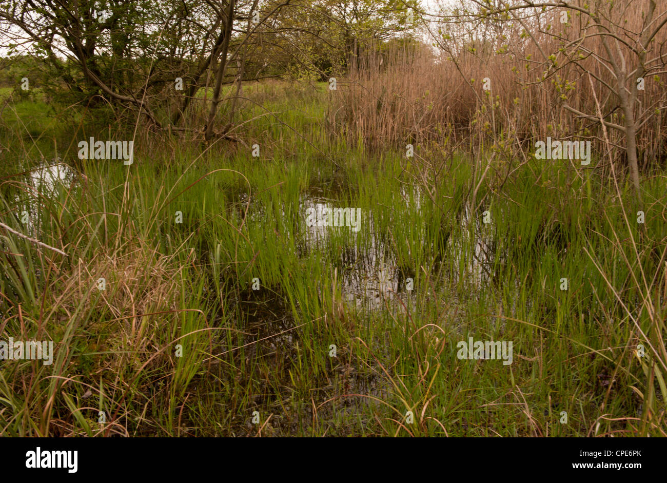 Pingos on Foulden Common East Norfolk Stock Photo - Alamy