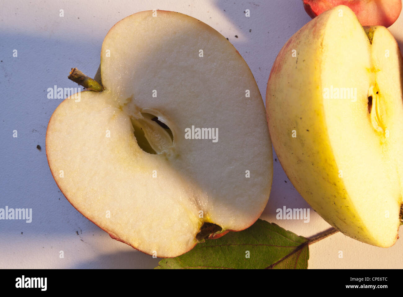 Eating apple and crab apple cut open to show the colour of flesh on ...