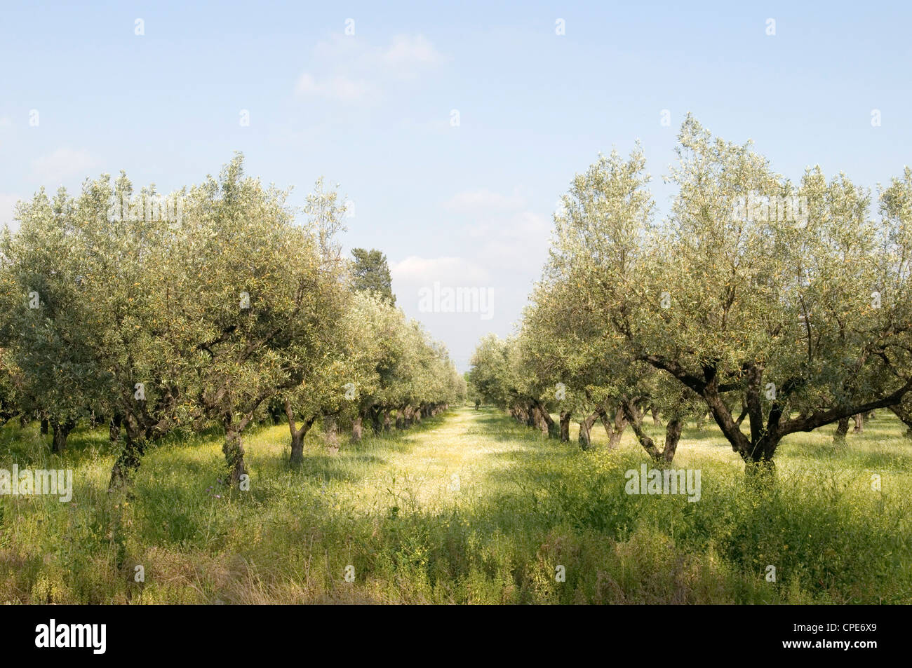 olive tree trees grove grooves in italy italian oil Stock Photo - Alamy