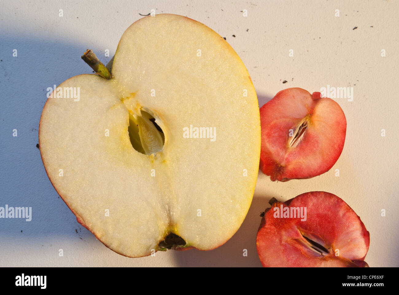Eating apple and crab apple cut open to show the colour of flesh on ...