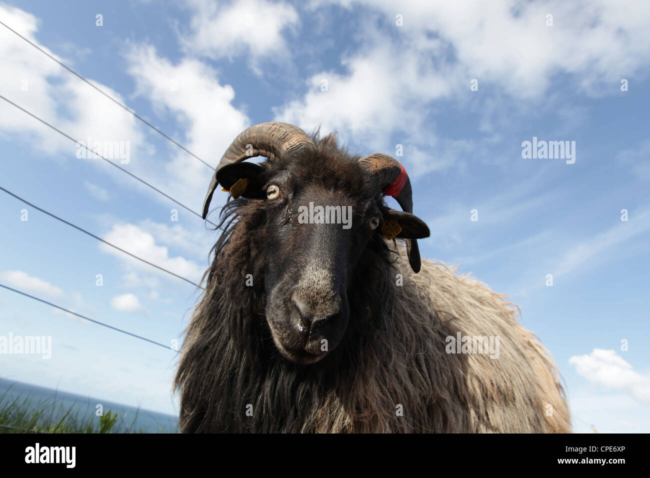 Ovis Ammon Stock Photos & Ovis Ammon Stock Images - Alamy