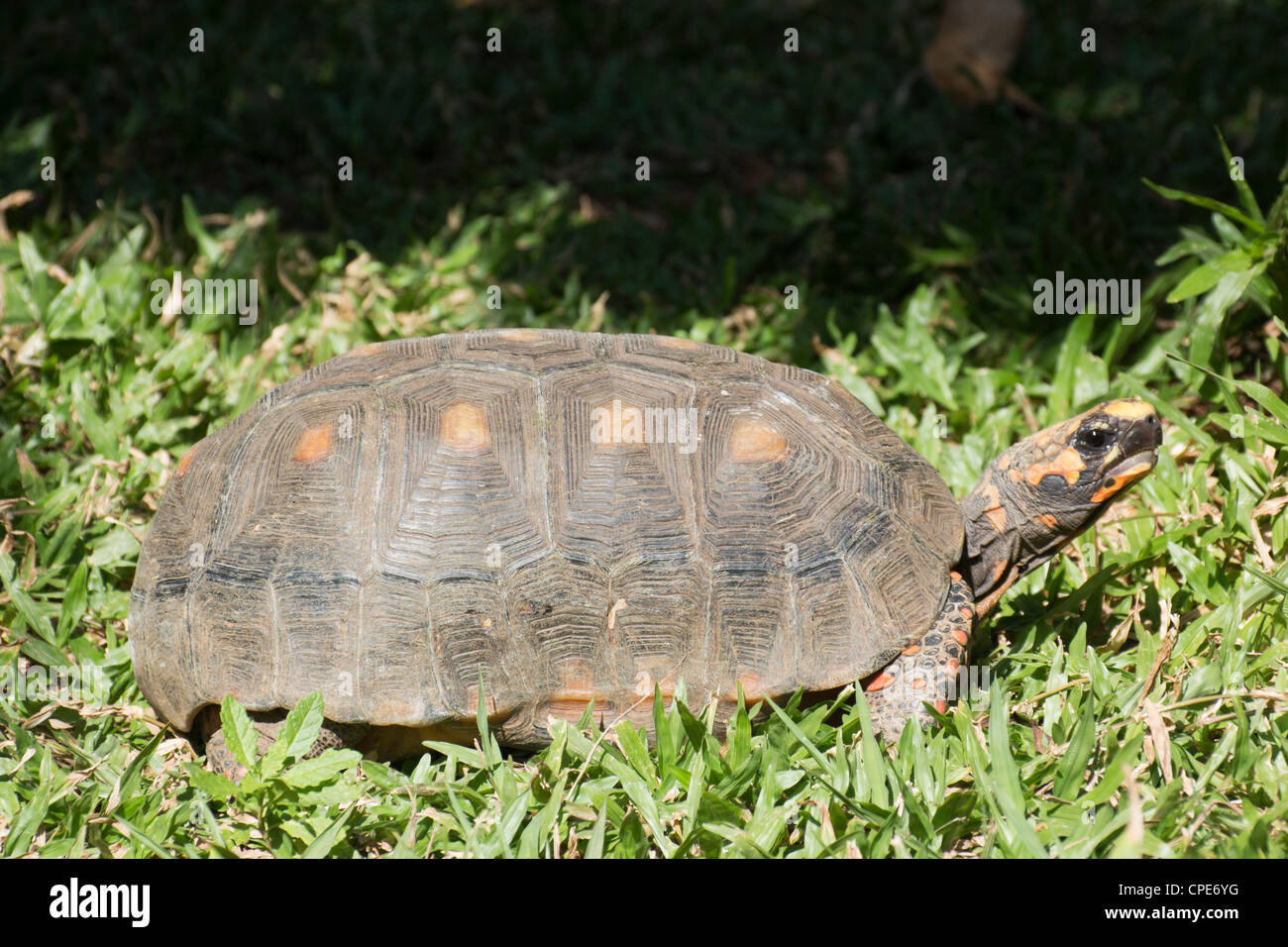 Brazil tortoise hi-res stock photography and images - Alamy