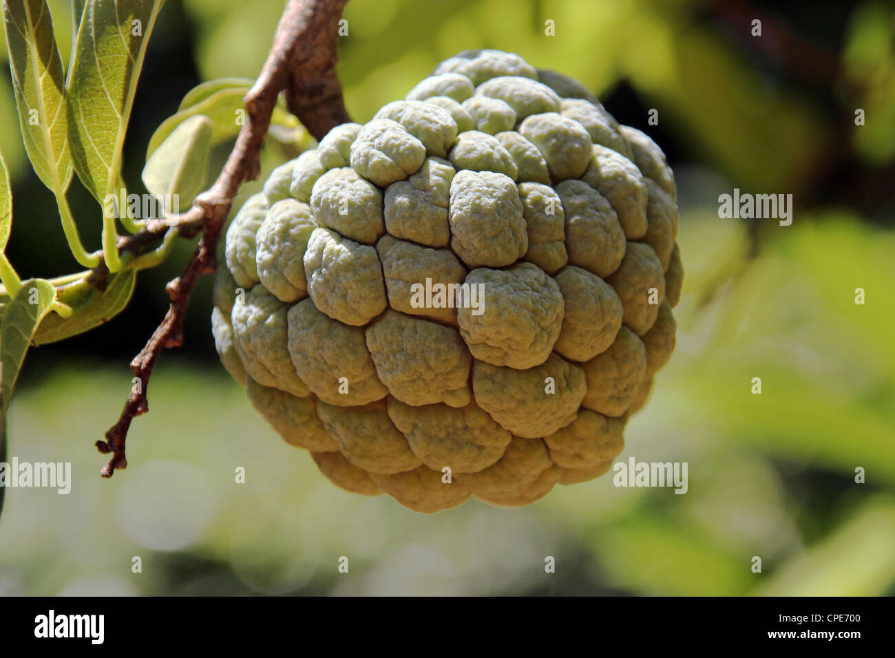 Pinha Pinhao Fruit Araucaria Angustifolia BrazilianẢnh có sẵn1024809523 ...