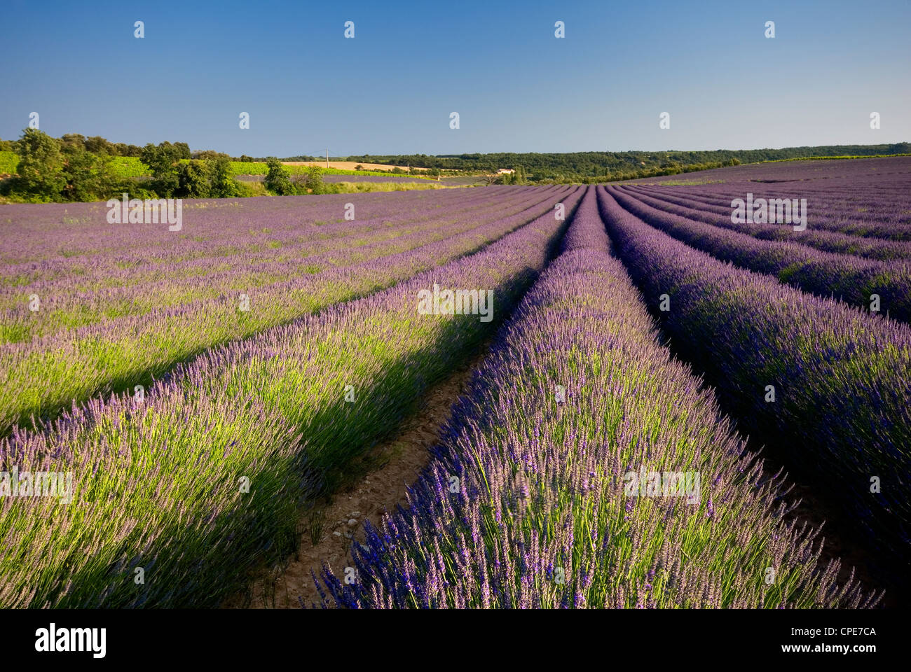 Lavender fields, Provence, France, Europe Stock Photo - Alamy