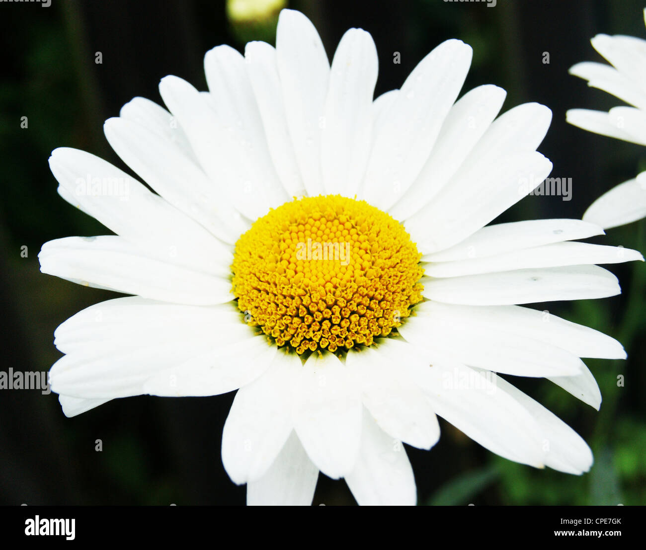Daisy petals hi-res stock photography and images - Alamy