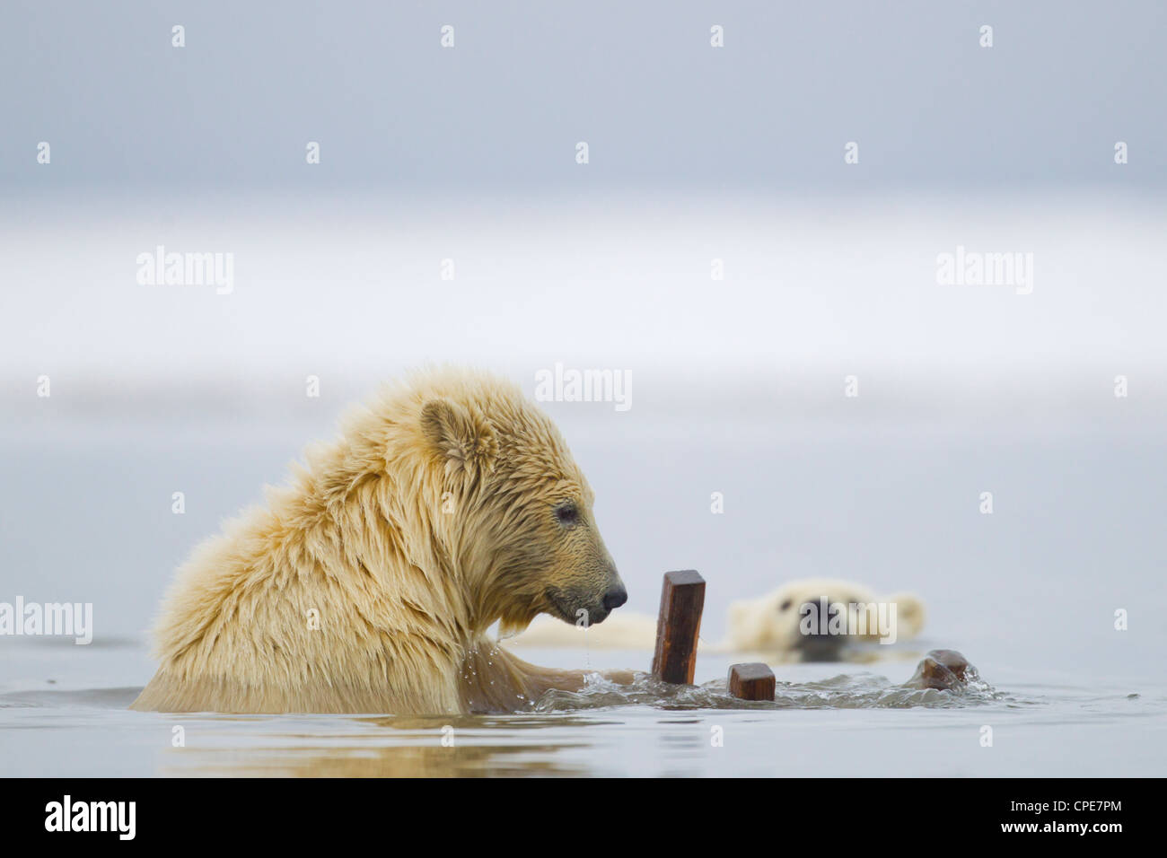 Polar Bear Ursus maritimus cubs playing with a wooden chair. at ...