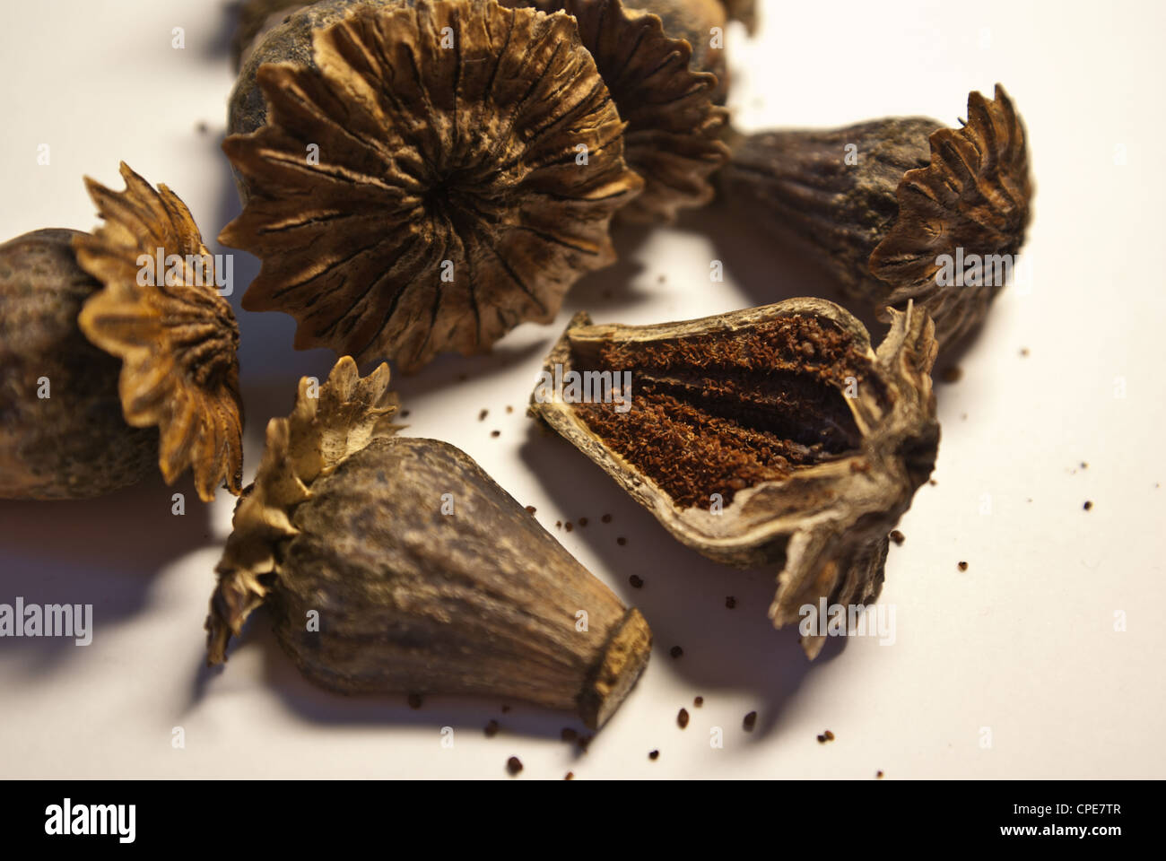 Dried oriental poppy seed heads with seeds visible spilling out Stock ...
