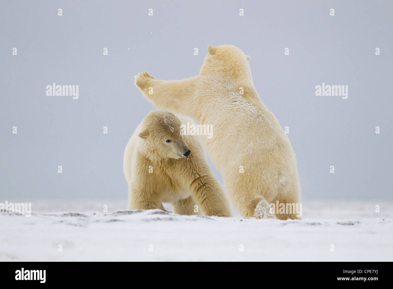 Polar Bear Ursus maritimus cubs play-fighting at Kaktovik, Arctic in ...