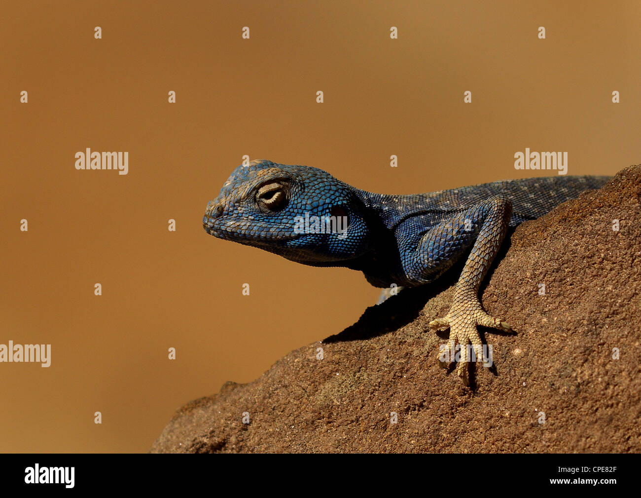 Jordan lizard hi-res stock photography and images - Alamy