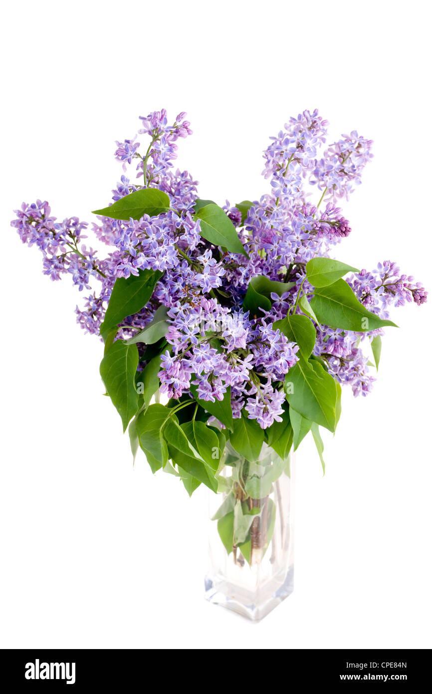Purple lilac bouquet in Cut Out Stock Images & Pictures - Alamy