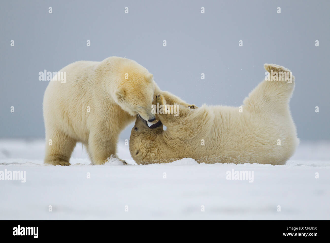 Polar Bear Ursus maritimus cubs play-fighting at Kaktovik, Arctic in October Stock Photo - Alamy