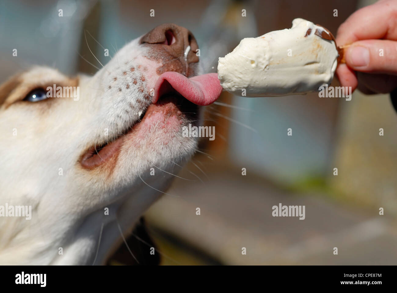 Dog eating ice cream hi-res stock photography and images - Alamy
