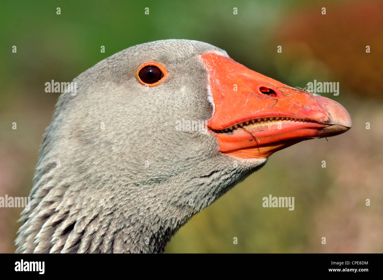 Portrait grey goose hi-res stock photography and images - Alamy