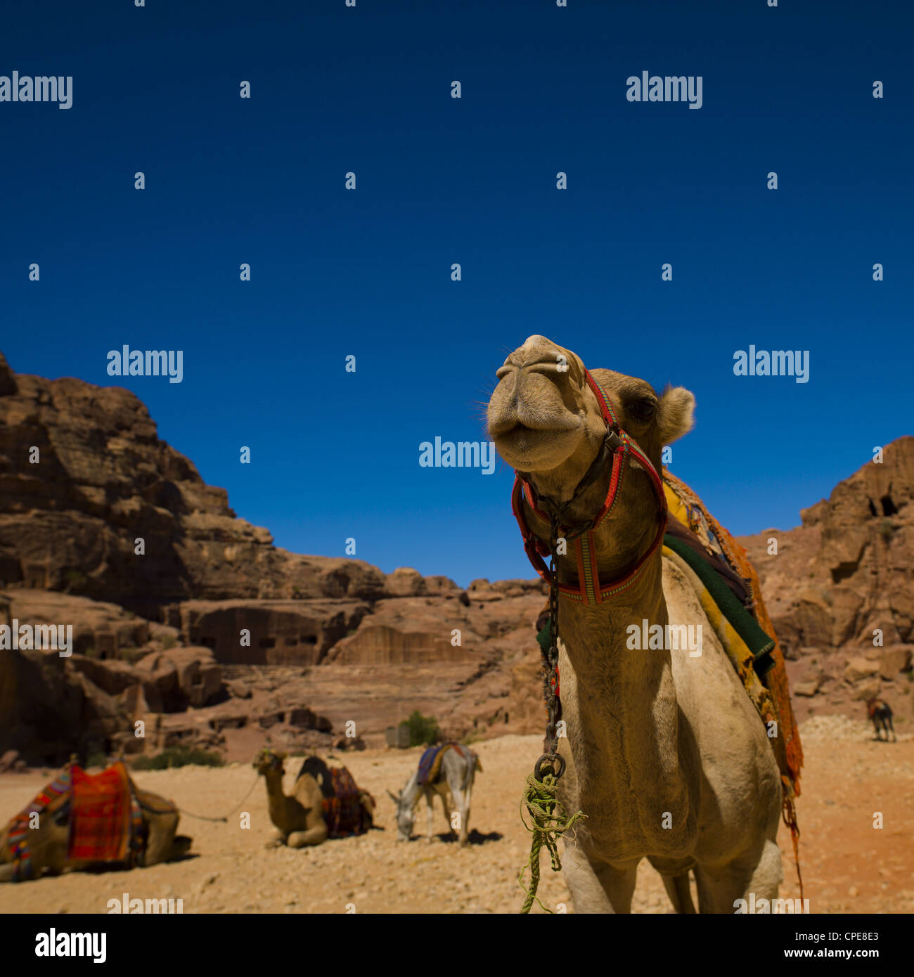 Decorated Camels In Petra, Jordan Stock Photo - Alamy