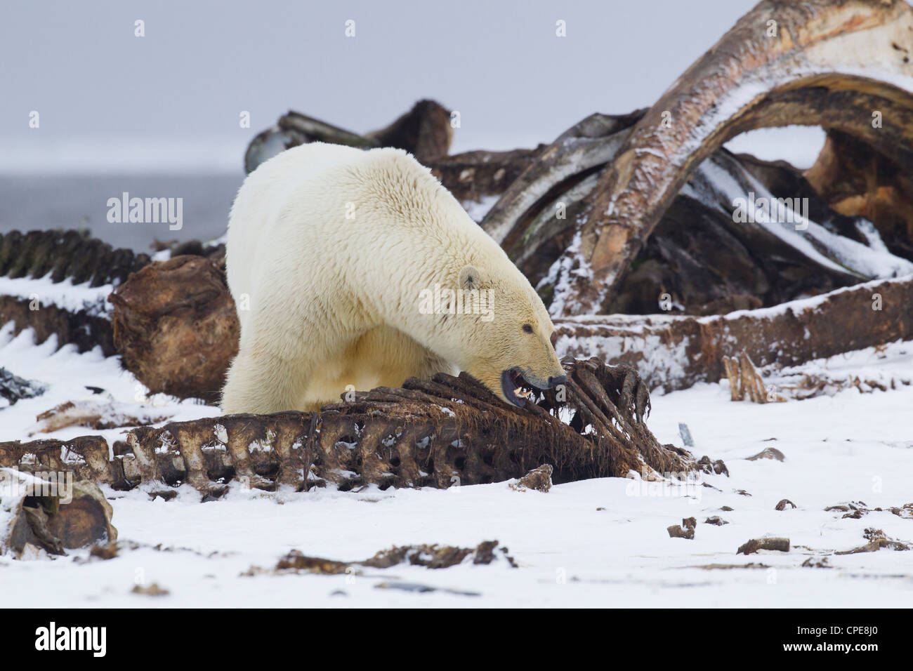 Bowhead whale hi-res stock photography and images - Alamy