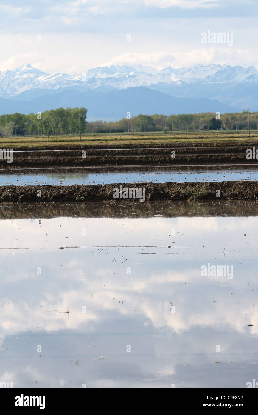 clouds reflection in a flooded rice crop, Novara, italy Stock Photo - Alamy