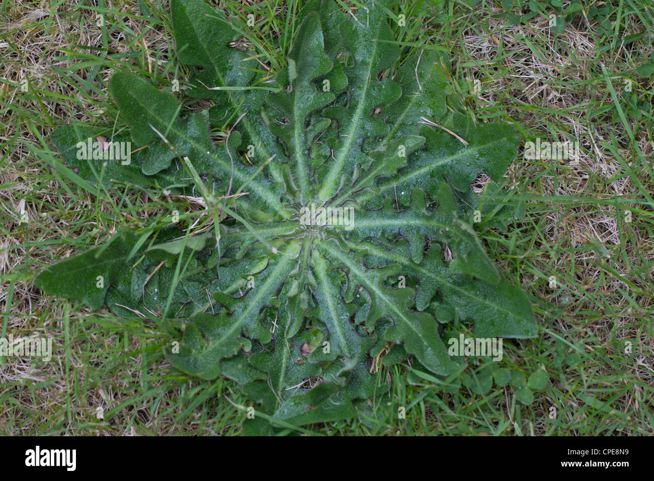 Lawn weed hi-res stock photography and images - Alamy