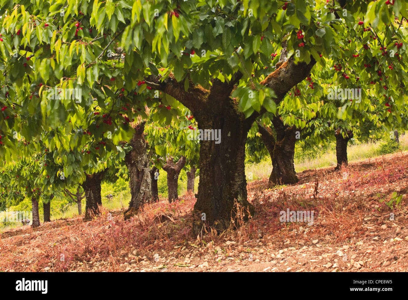 Cherry trees, Irancy, Burgundy, France, Europe Stock Photo - Alamy