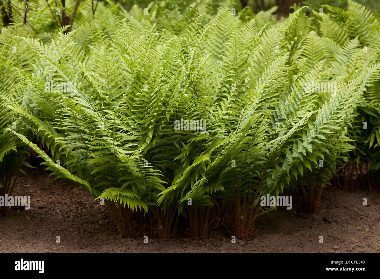 clump of green ferns on brown ground Stock Photo - Alamy