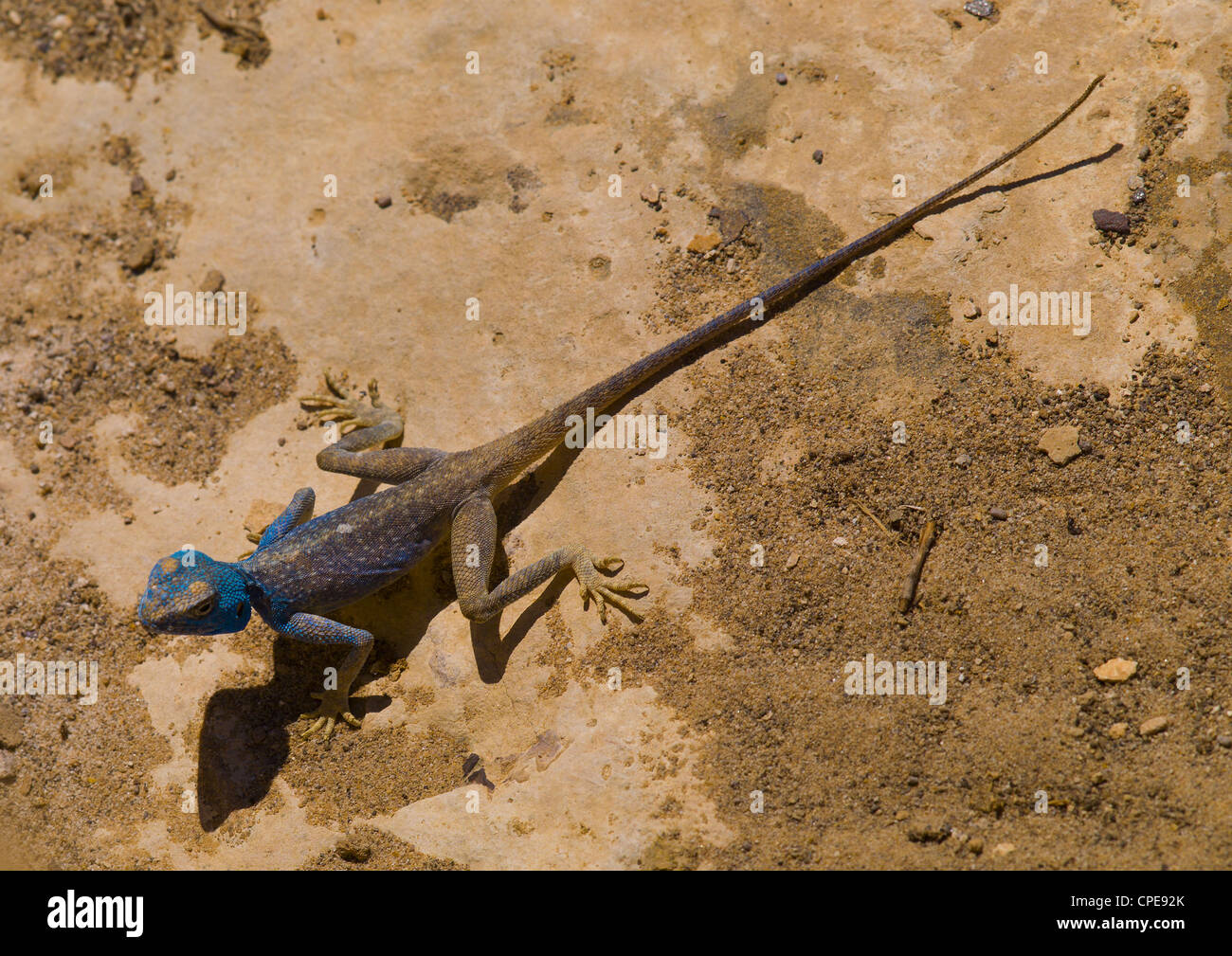 Blue Lizard On Rocks, Petra, Jordan Stock Photo - Alamy