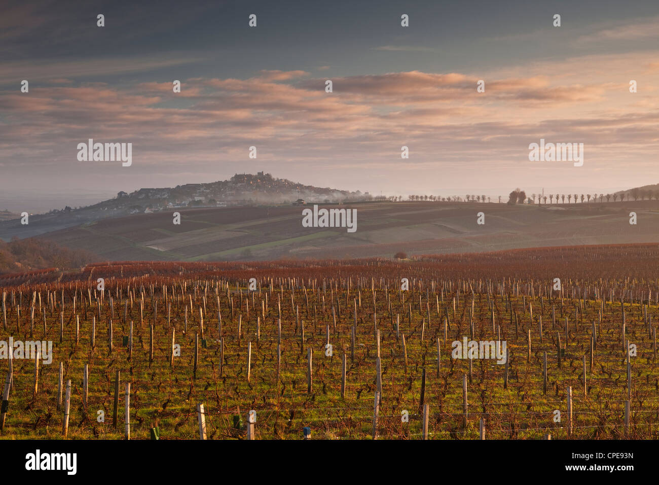 Vineyards, Sancerre, Cher, Loire Valley, Centre, France, Europe Stock ...