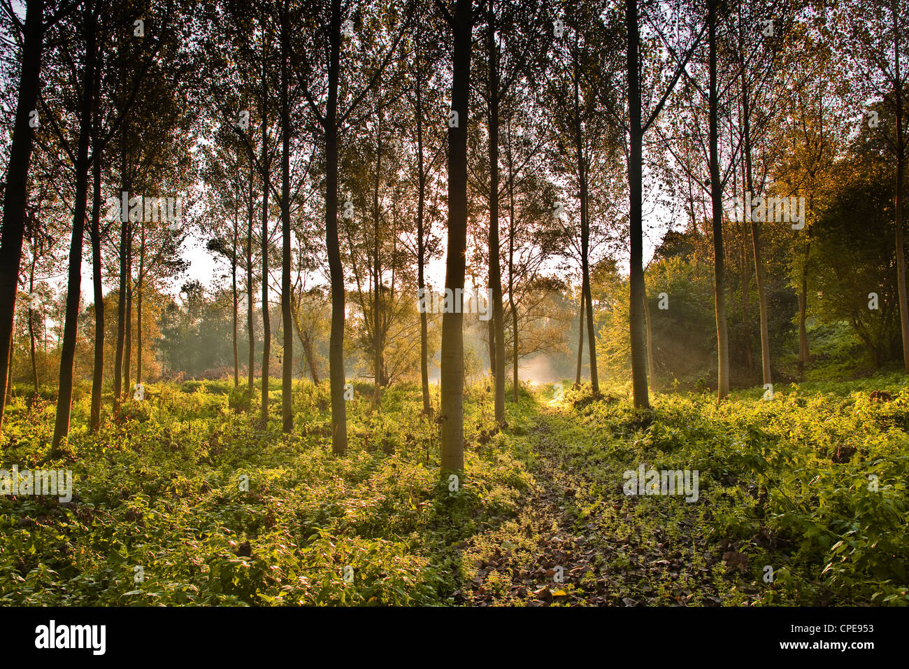 The morning light through a plantation of plane trees in the Indre-et ...