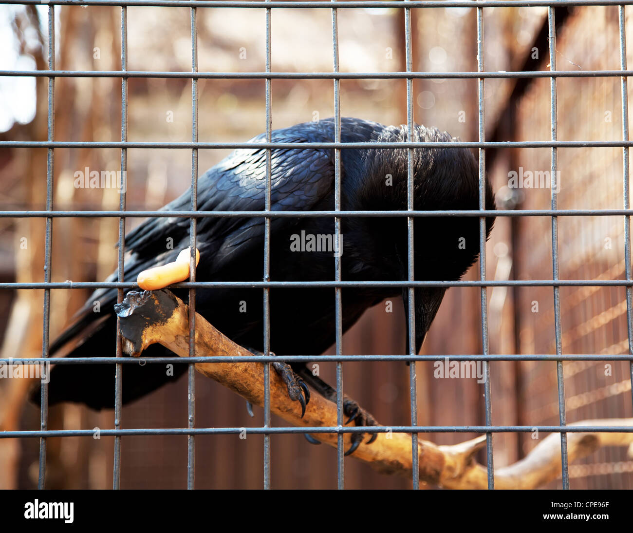 The crow and the raven hi-res stock photography and images - Alamy