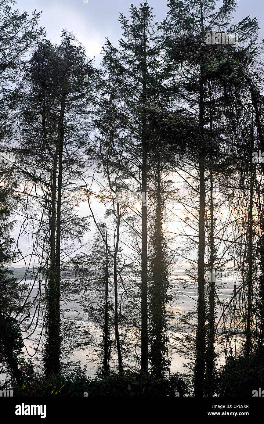 Tall thin tree hi-res stock photography and images - Alamy