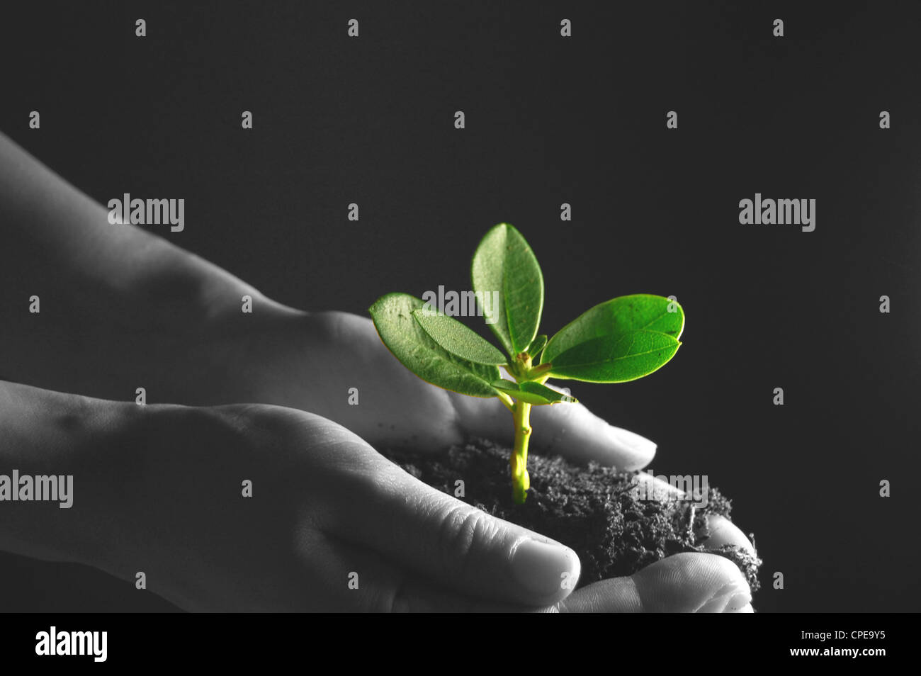 New life in hands Stock Photo - Alamy
