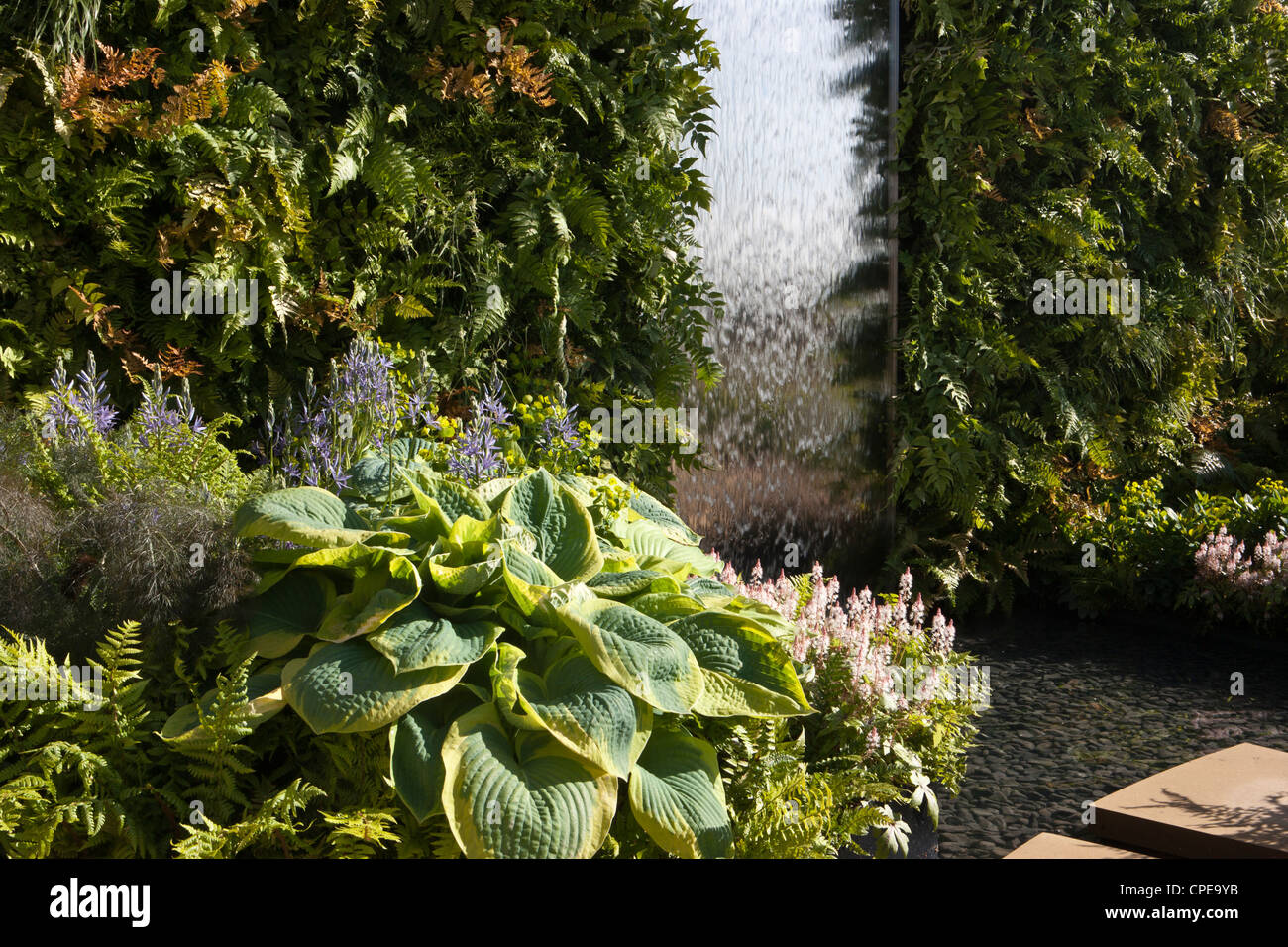 Hostas and ferns hi-res stock photography and images - Alamy