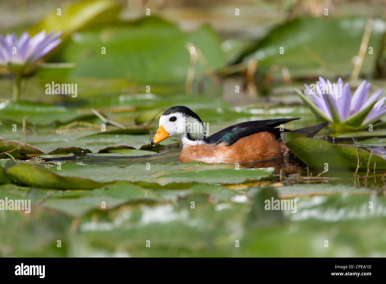 African pygmy goose hi-res stock photography and images - Alamy
