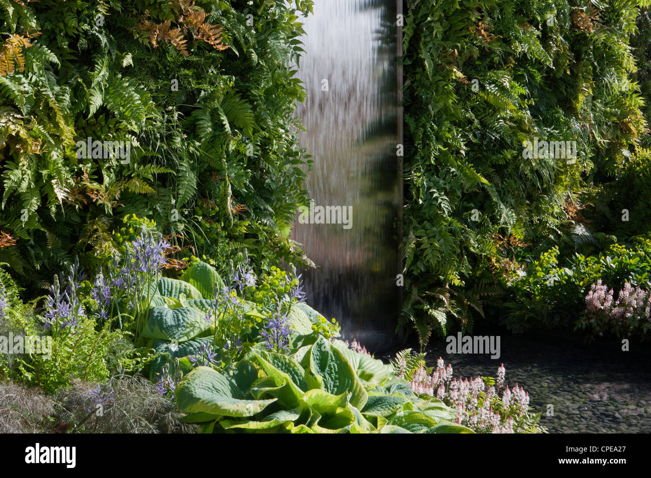 garden living wall fern ferns plants in a vertical gardening and ...